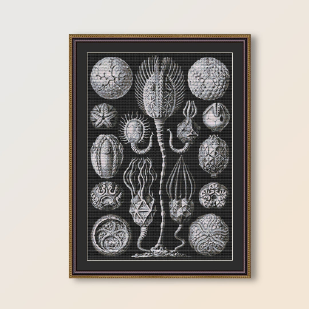 Ernst Haeckel Cystoidea Cross Stitch Pattern, Instant Digital Download ...