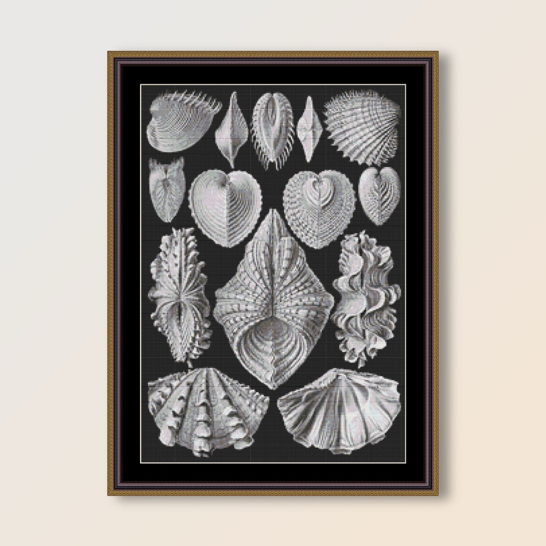 Ernst Haeckel Mollusk Cross Stitch Pattern, Acephala, Instant Download ...