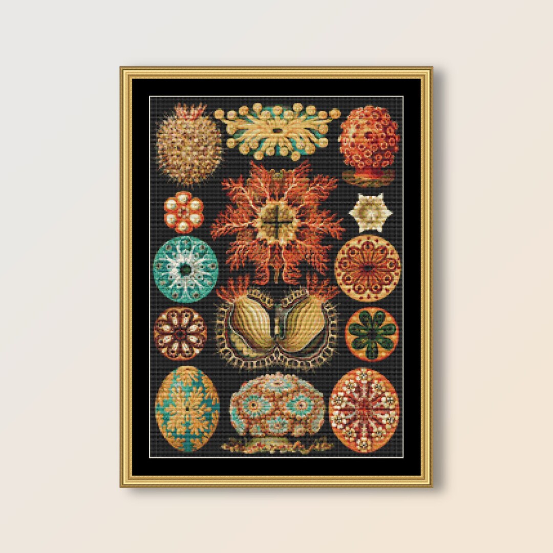 Ernst Haeckel Sea Squirt Cross Stitch Pattern, Ascidiae, Instant ...