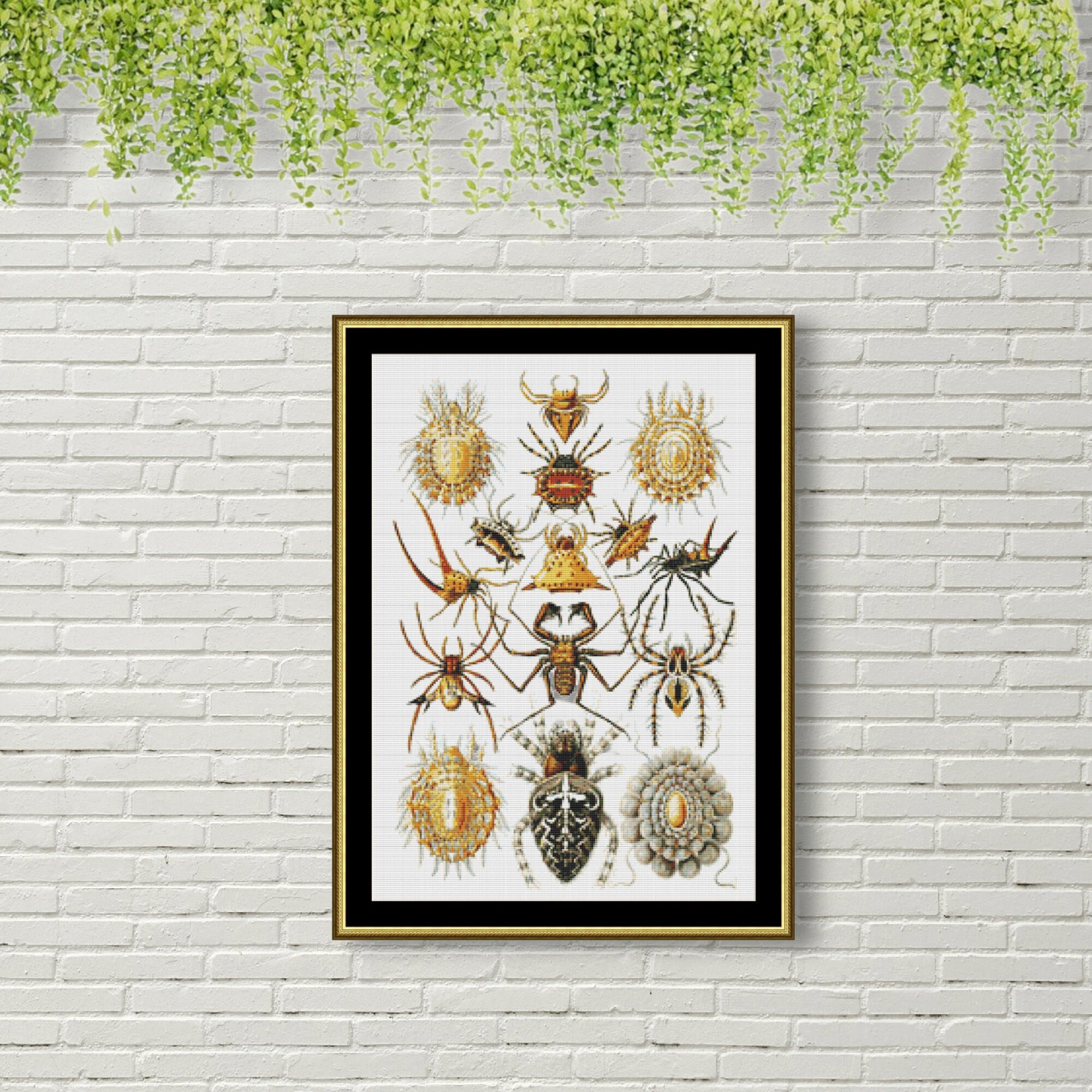Ernst Haeckel Cross Stitch Pattern Arachnida Instant Digital - Etsy