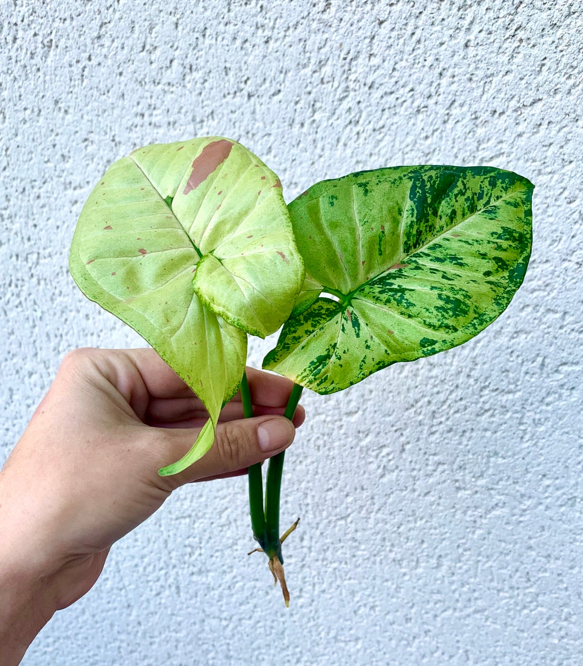 Syngonium Confetti Tricolor RARE - Etsy