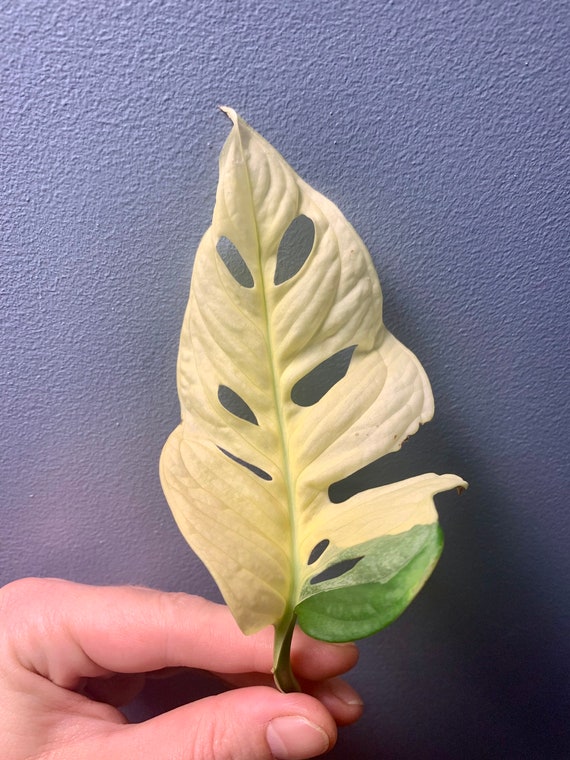 Monstera Adansonii Variegata EXTRA WHITE | Etsy