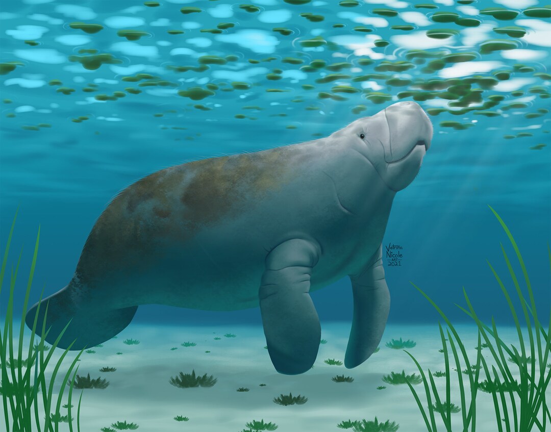 The Curious Manatee - Luster Art Print || Animal Wall Art, Wildlife Home Decor - Etsy