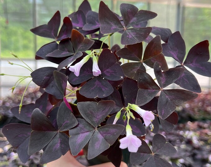 Oxalis Triangularis Purple Shamrock Perennials Easy to Grow Live Plant ...