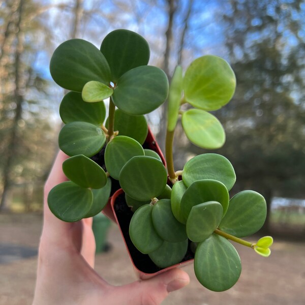 Peperomia Hope Plant - Etsy