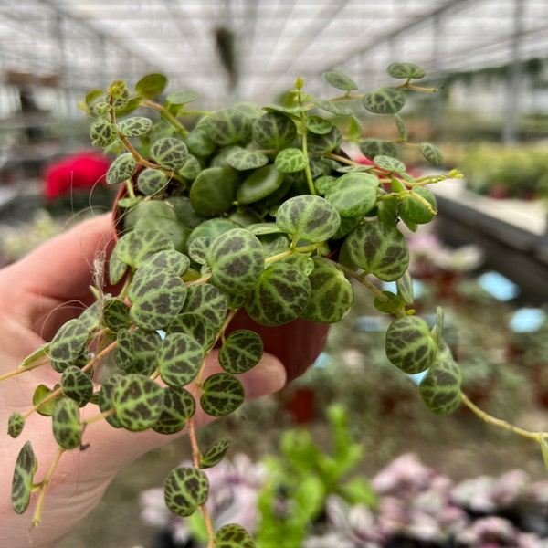 String of Turtles - Etsy