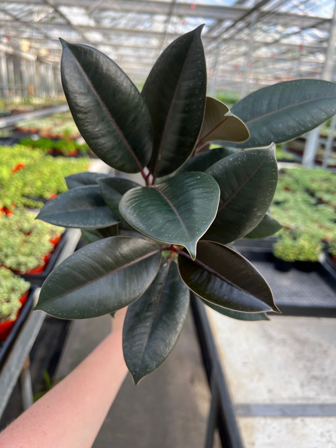 Ficus Burgundy Rubber Tree Ficus Elastica Burgundy 4 - Etsy