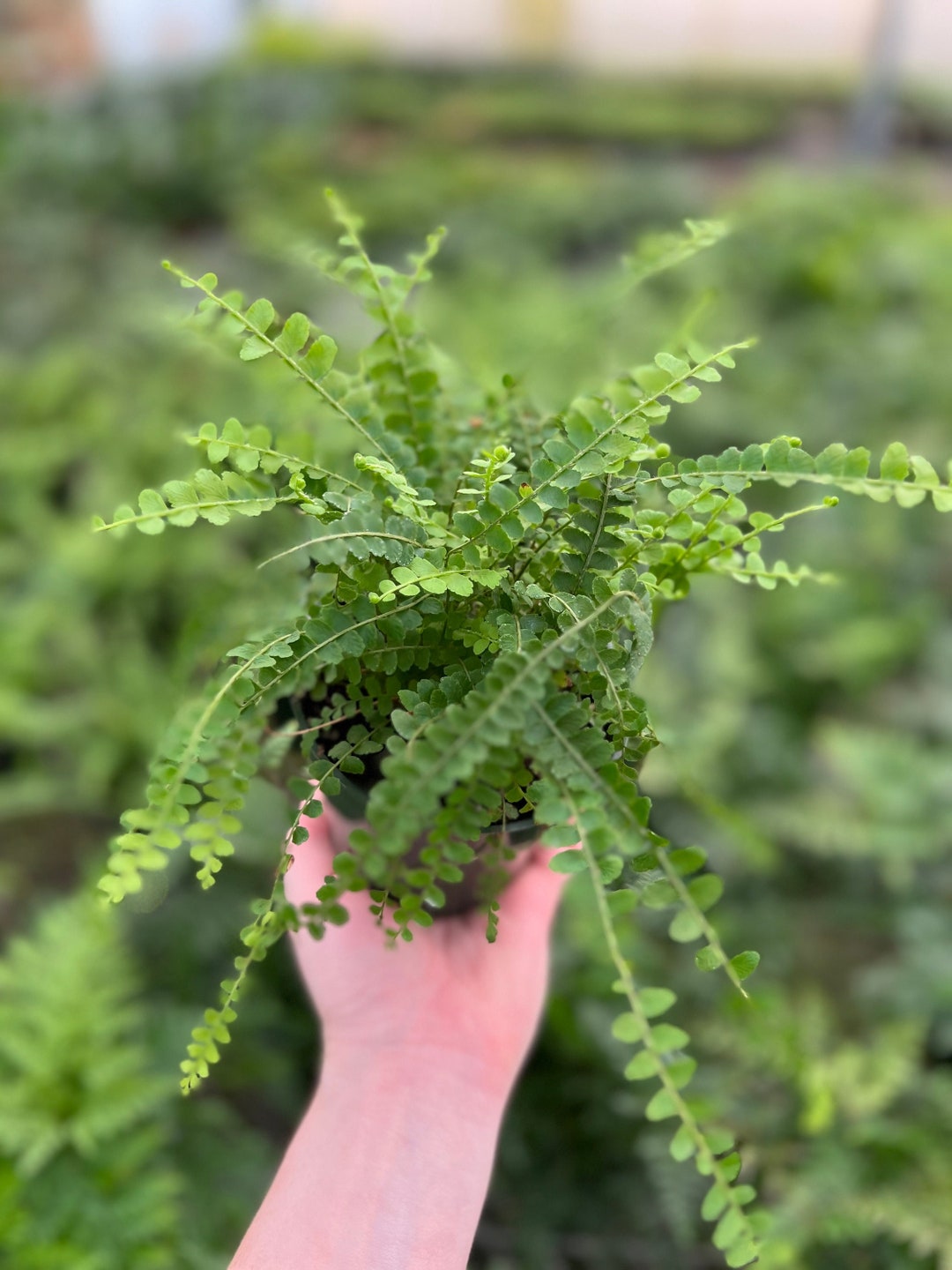 Button Fern Plant Pellaea Rotundifolia 4 - Etsy
