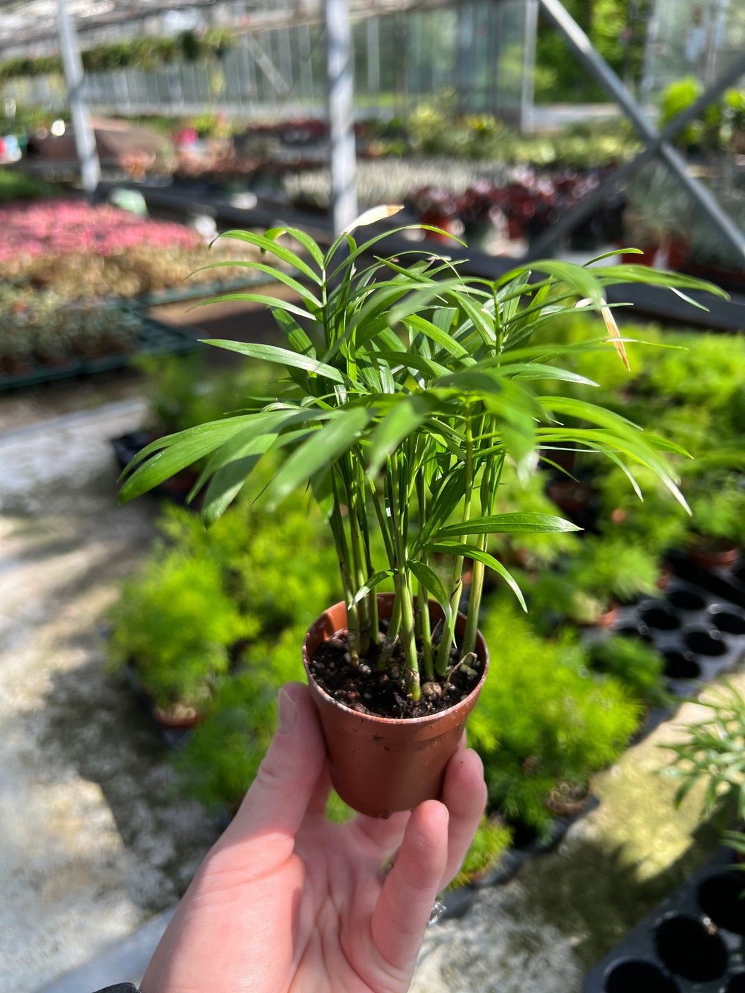 Bella Palm Plant Chamaedorea Elegans 2 - Etsy Canada