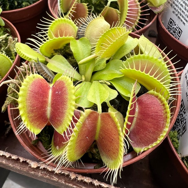 Venus Flytrap - Etsy