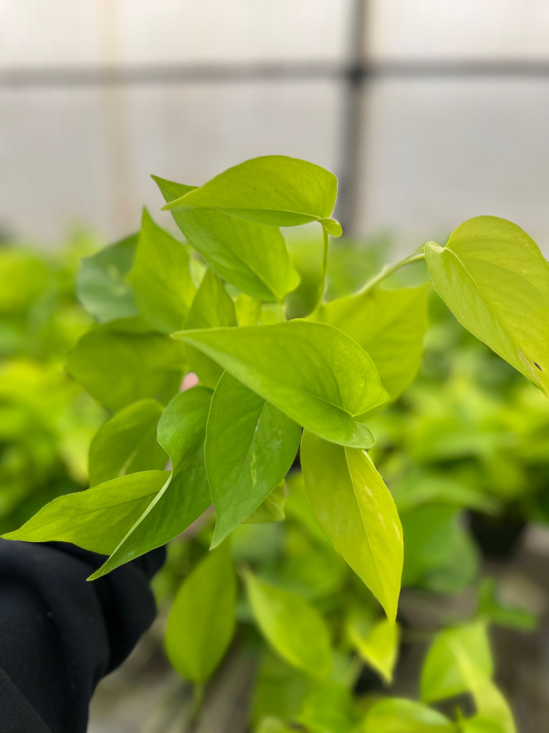 Neon Pothos Plant Epipremnum Aureum 'neon' - Etsy