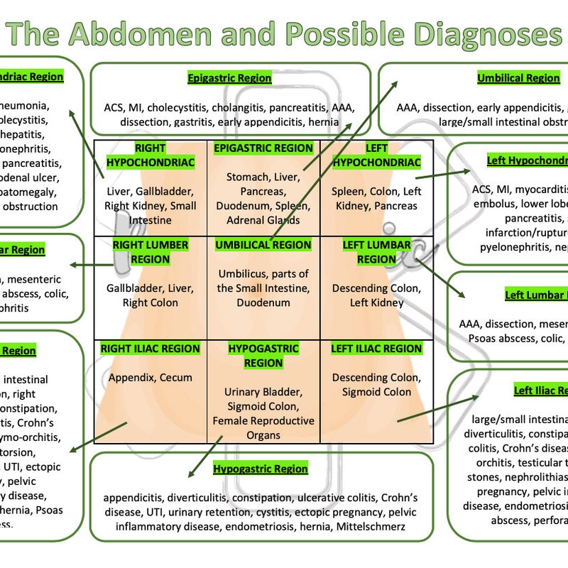 Abdominal Quadrants - Etsy