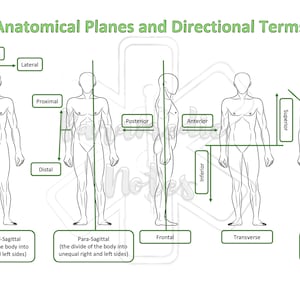 Anatomical Planes and Directional Terms - Etsy