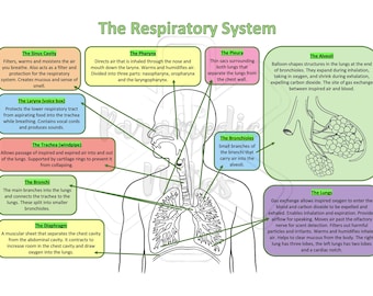 The Respiratory System- Study Guide - Etsy