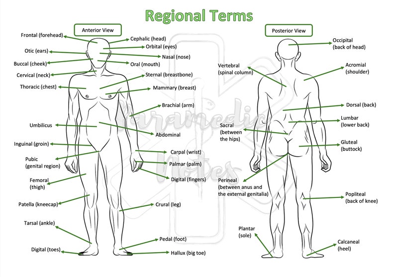 Anatomical Planes and Directional Terms - Etsy