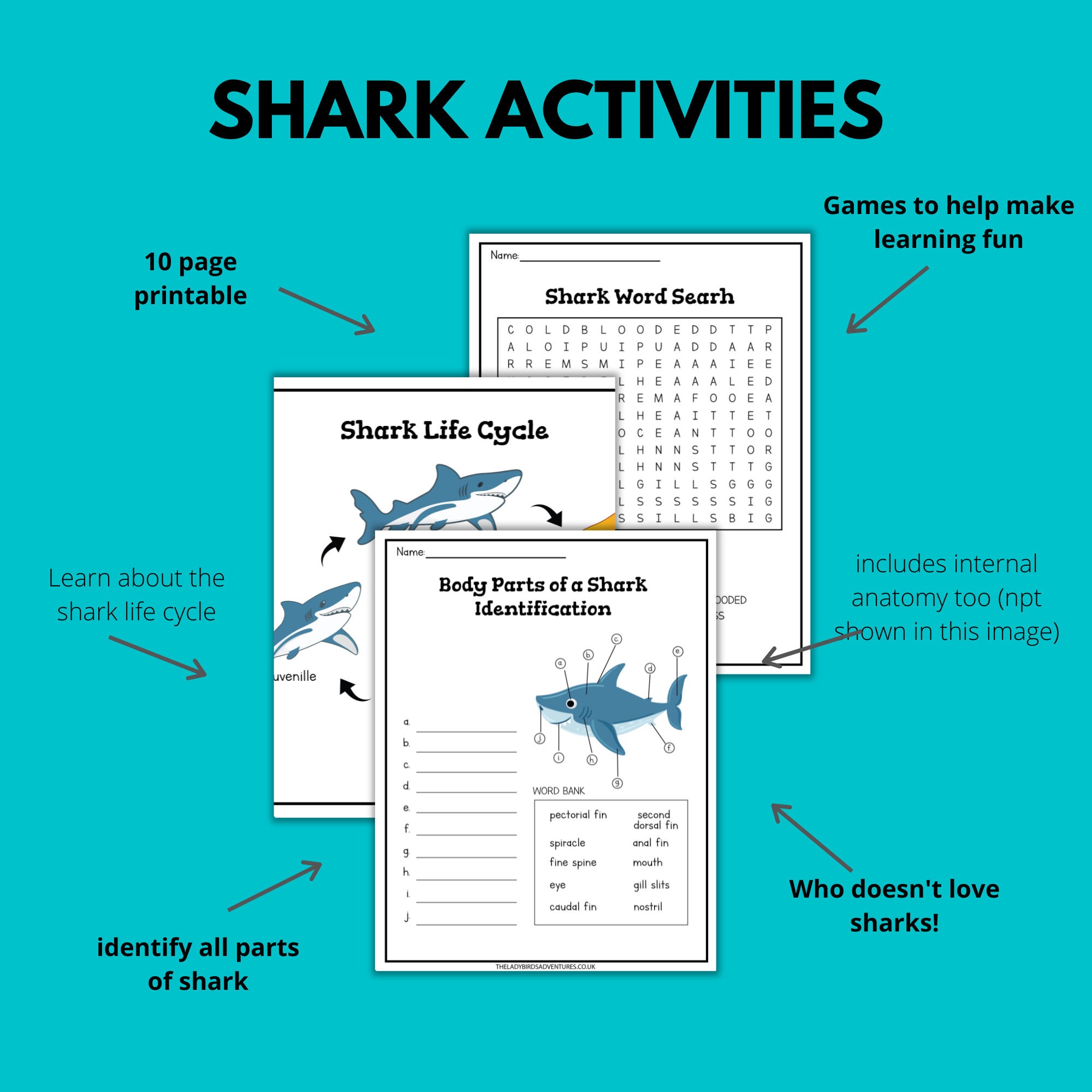 Shark Activities for Kids, Shark Anatomy and Life Cycle Poster ...