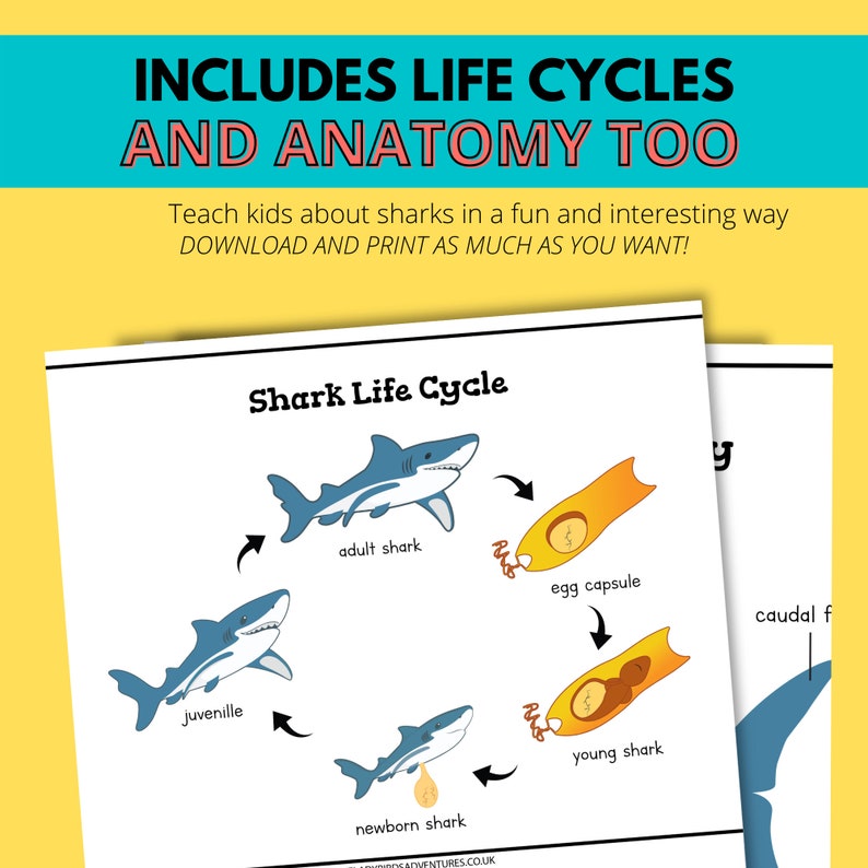 Shark Activities for Kids, Shark Anatomy and Life Cycle Poster ...