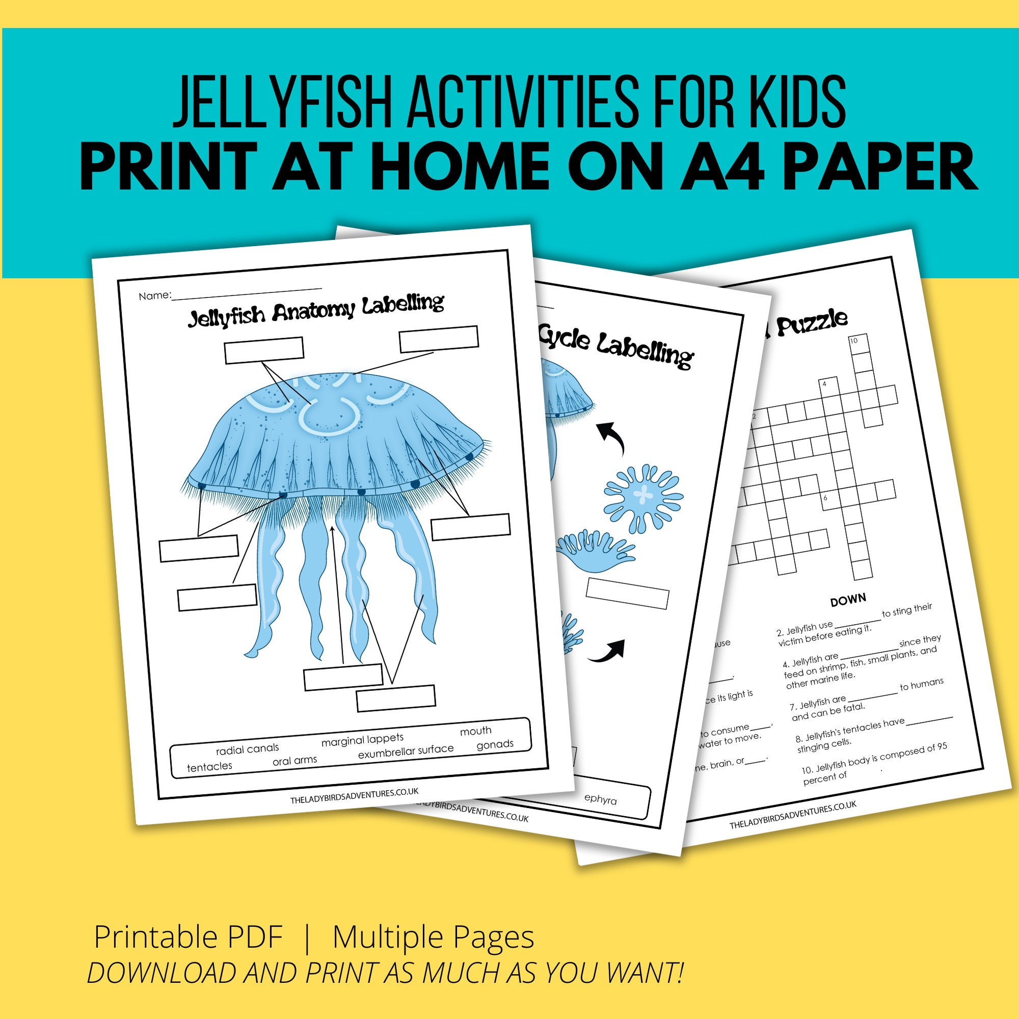 Jellyfish Activities for Kids, Jellyfish Anatomy and Life Cycle Poster ...