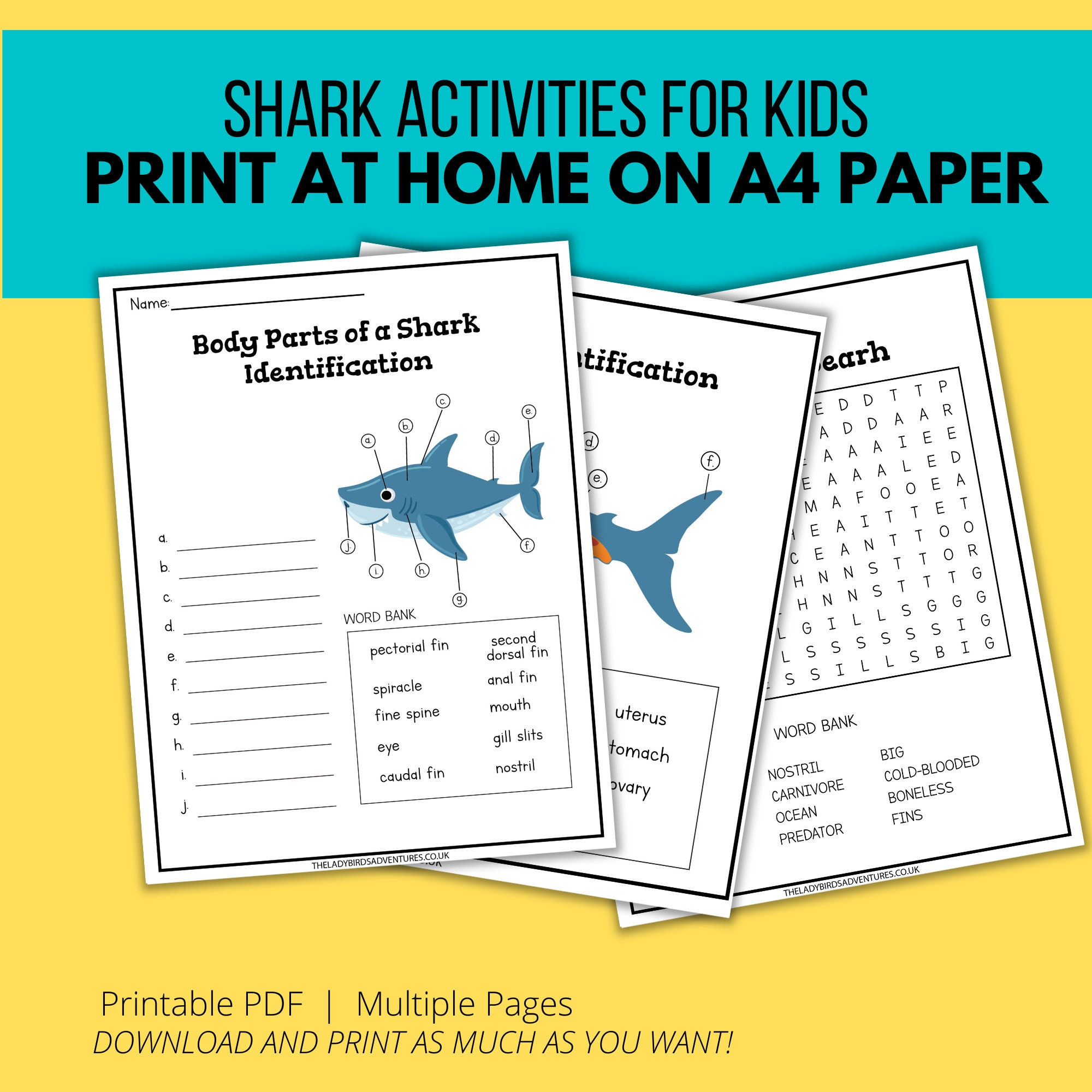 Shark Activities for Kids, Shark Anatomy and Life Cycle Poster ...