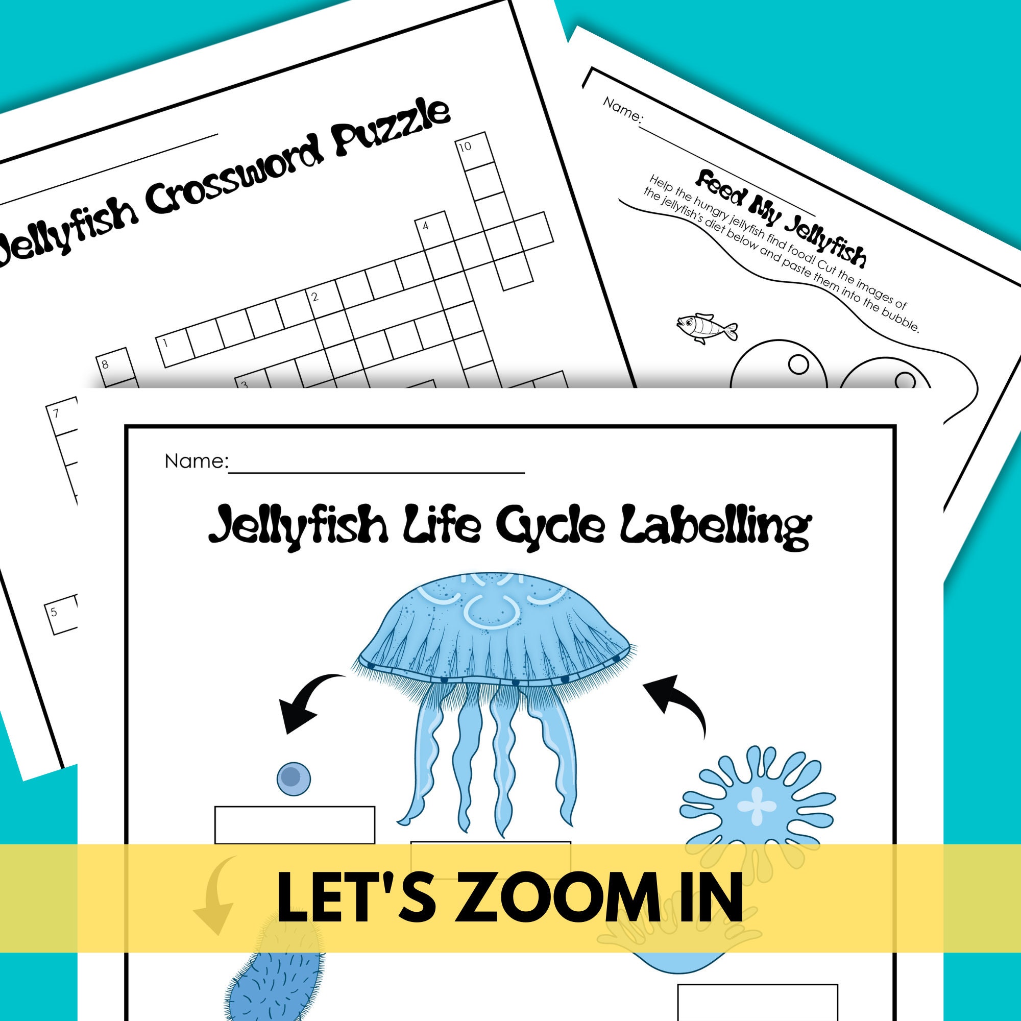 Jellyfish Activities for Kids, Jellyfish Anatomy and Life Cycle Poster ...