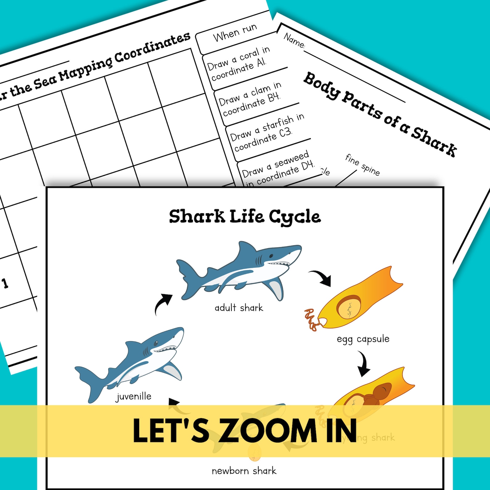 Shark Activities for Kids, Shark Anatomy and Life Cycle Poster ...