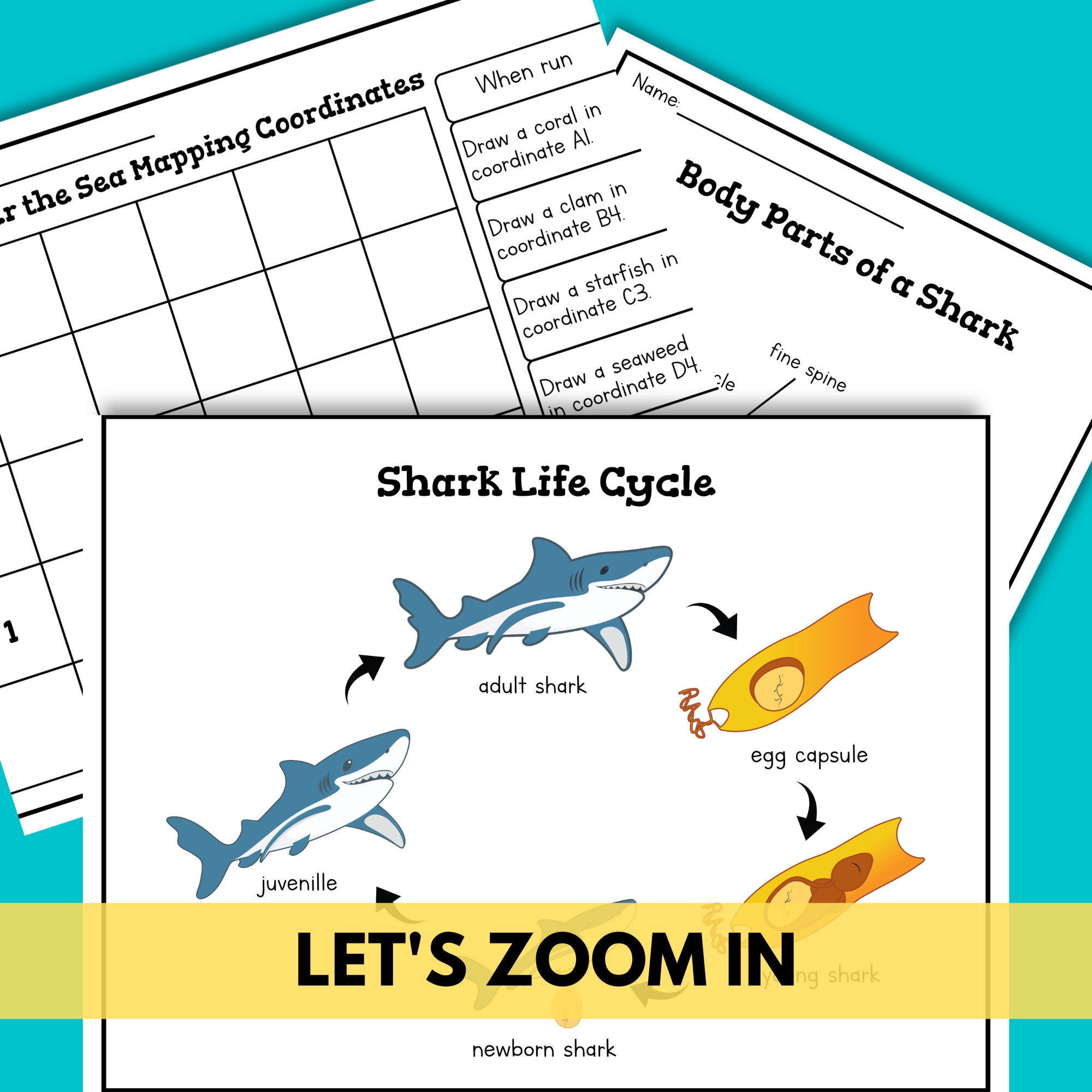 Shark Activities for Kids, Shark Anatomy and Life Cycle Poster ...