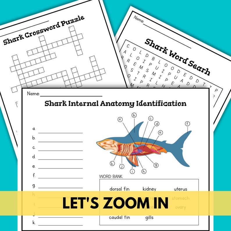 Shark Anatomy & Life Cycle Activities: Printable Unit Study (PDF ...