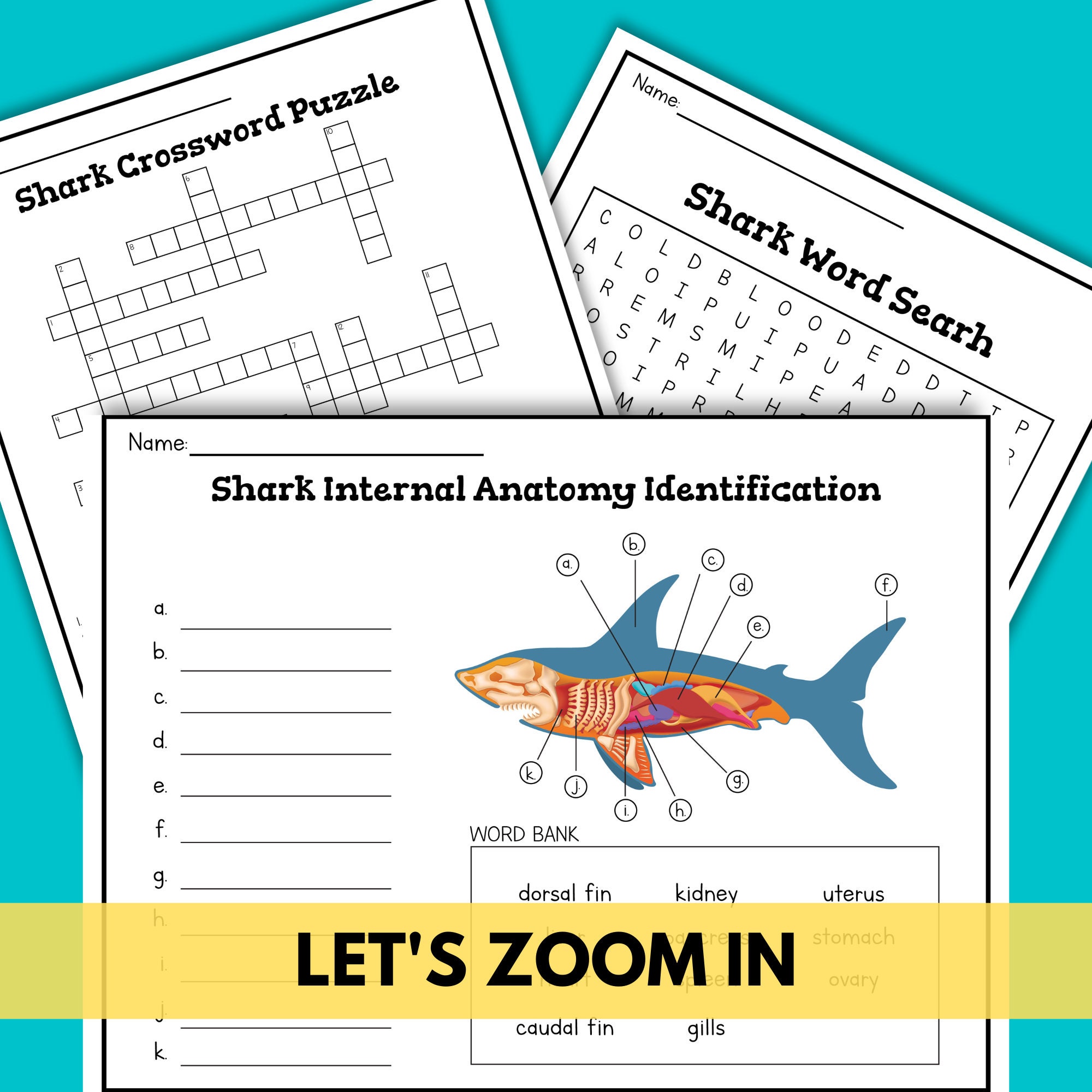 Shark Activities for Kids, Shark Anatomy and Life Cycle Poster ...