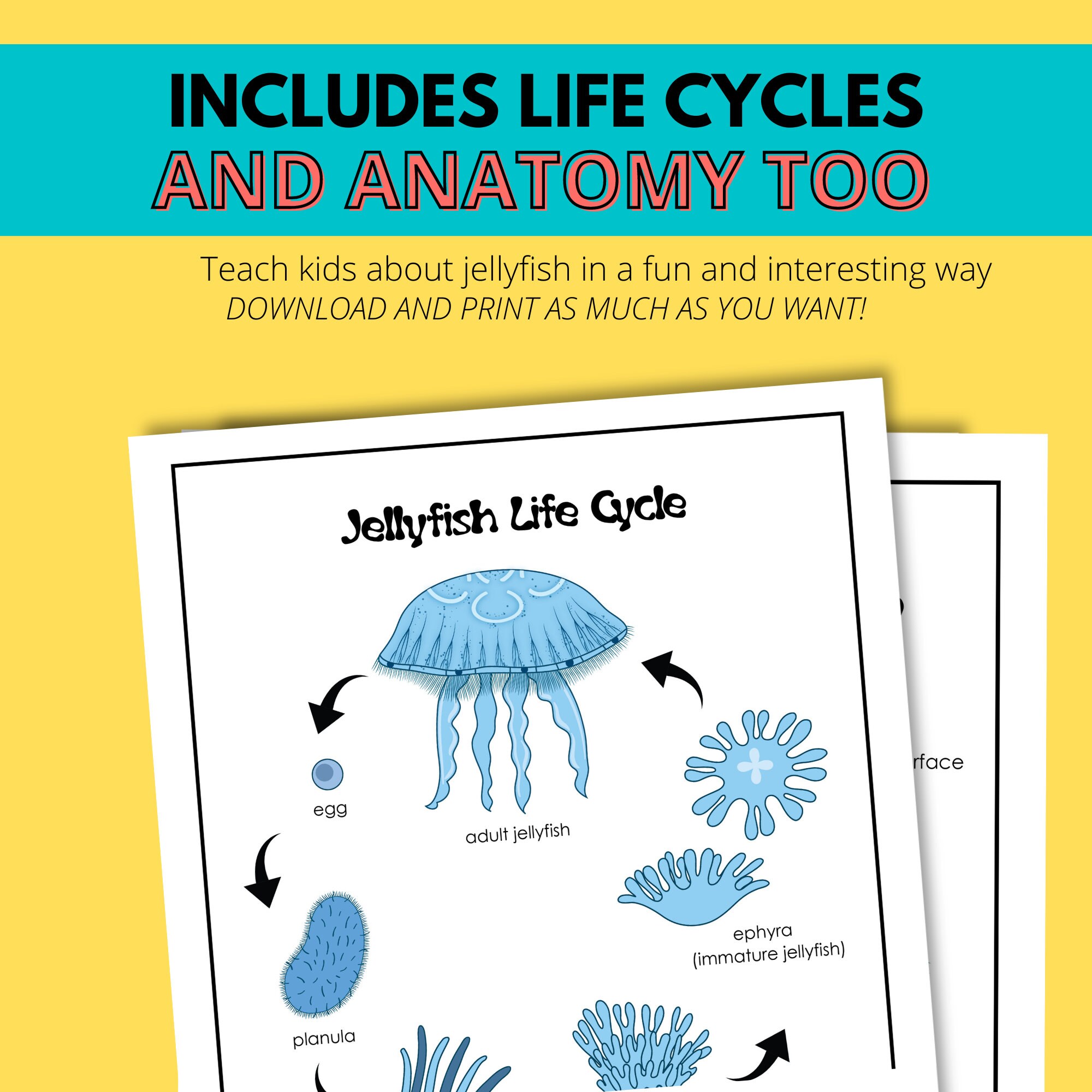 Jellyfish Activities for Kids, Jellyfish Anatomy and Life Cycle Poster ...
