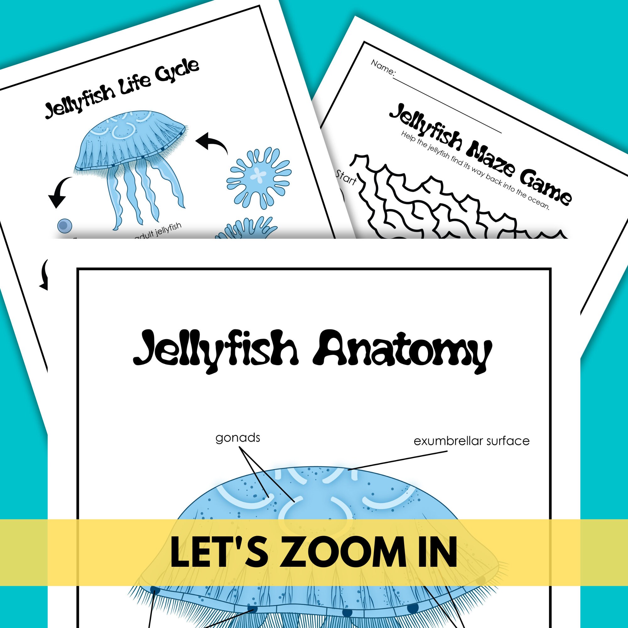 Jellyfish Activities for Kids, Jellyfish Anatomy and Life Cycle Poster ...