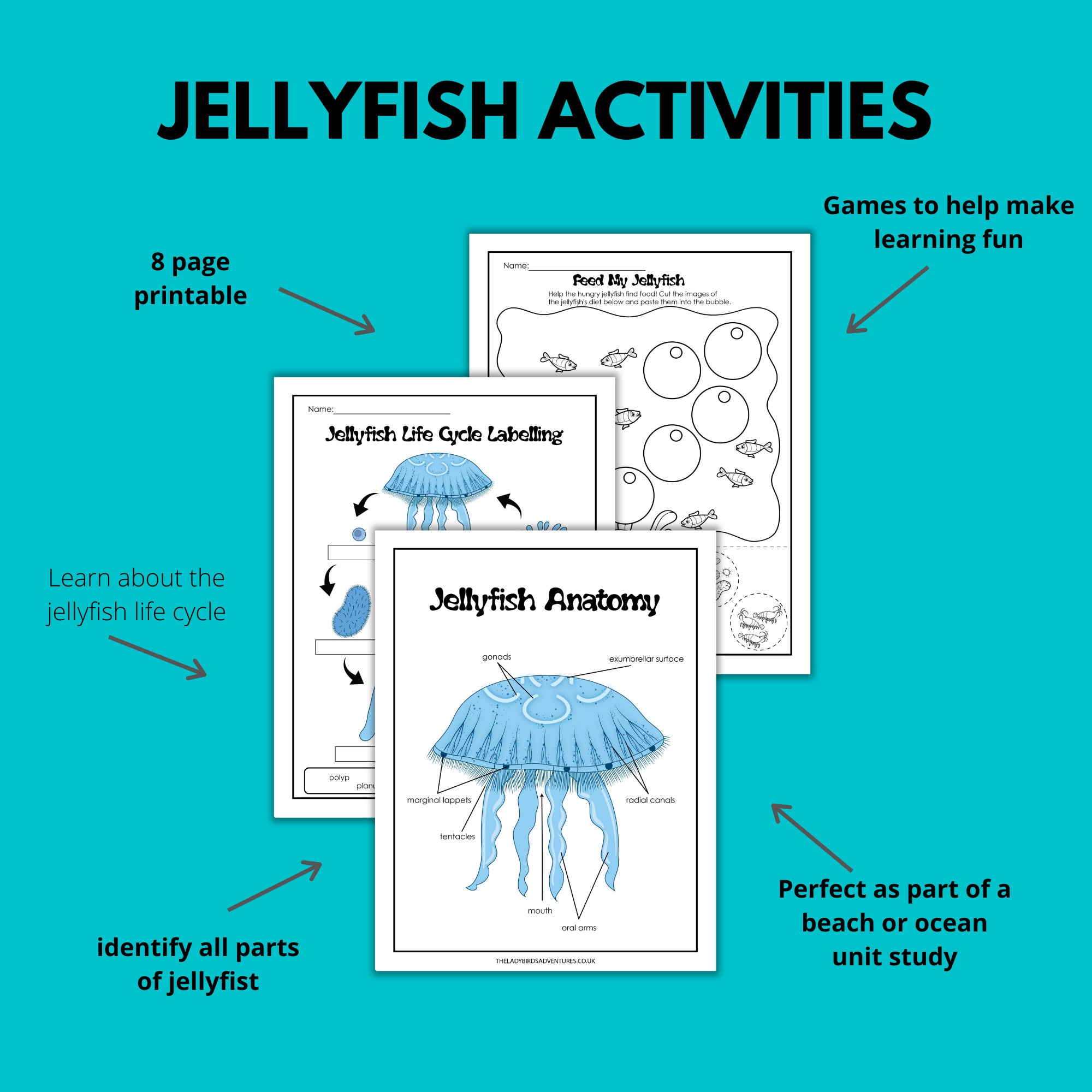 Jellyfish Activities for Kids, Jellyfish Anatomy and Life Cycle Poster ...