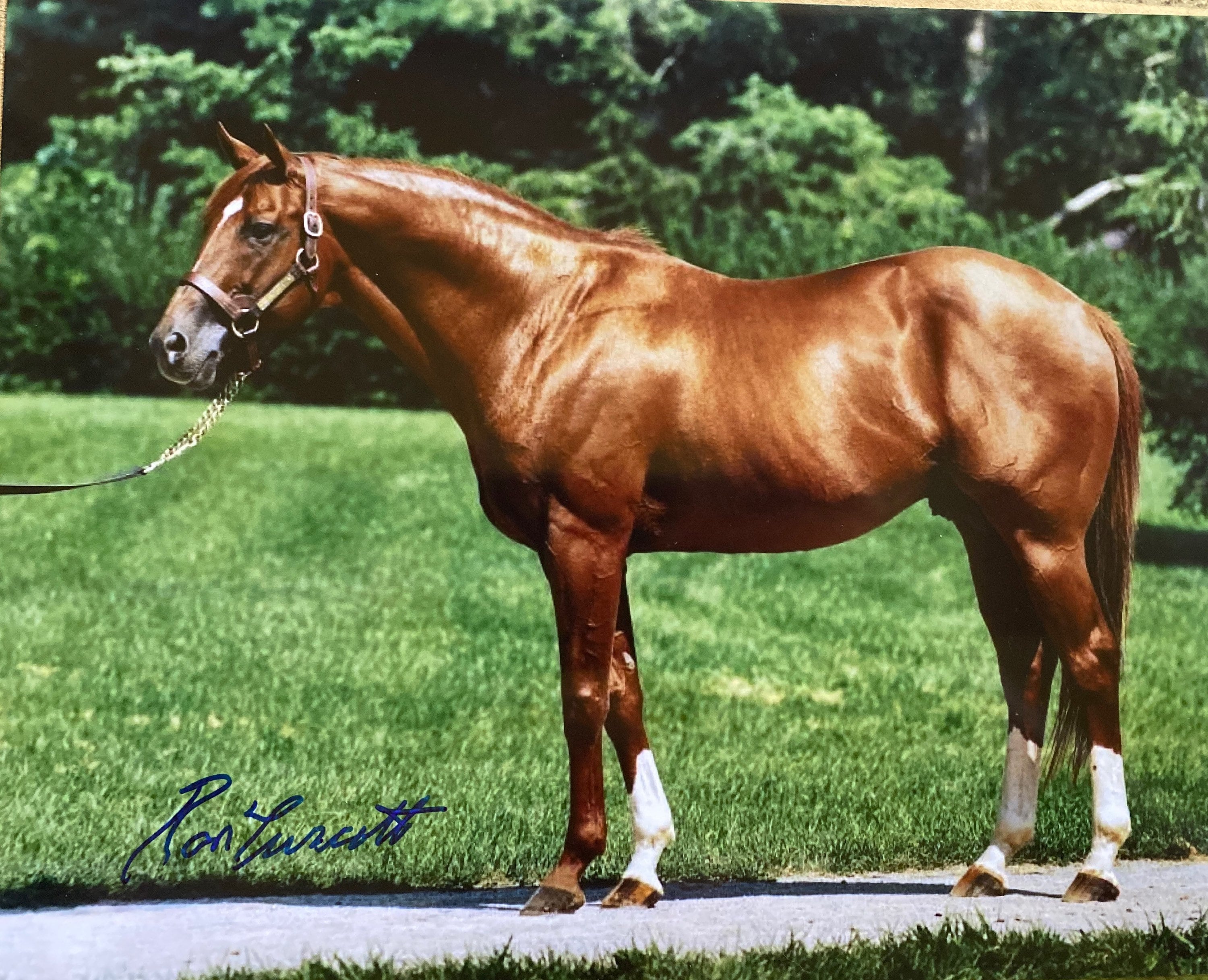 Secretariat Hand Signed by Ron Turcotte Claiborne Farm the - Etsy