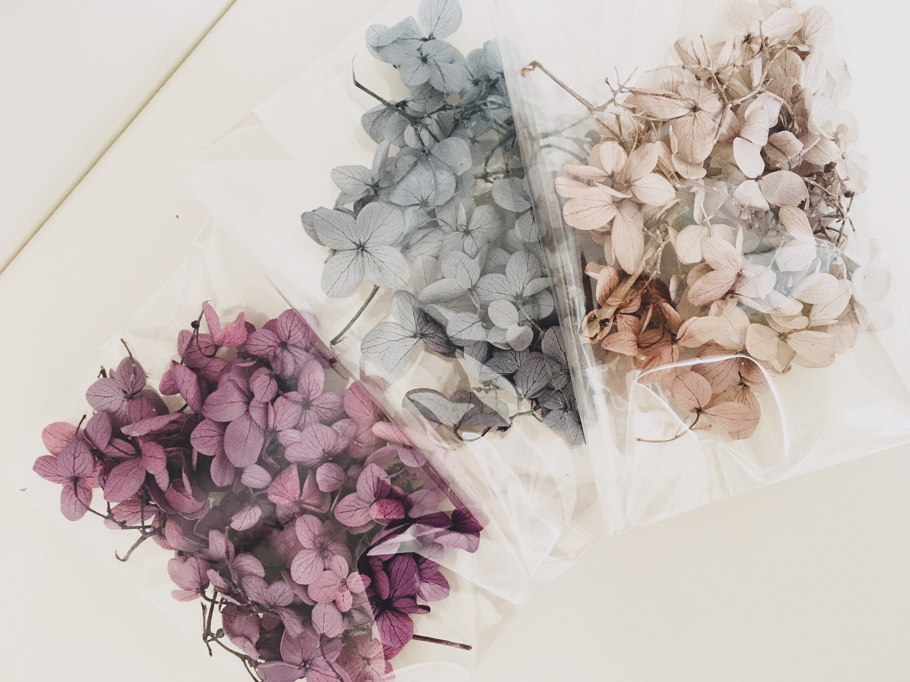 Preserved Hydrangea - Etsy