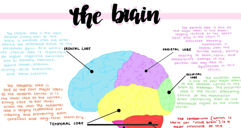 The Brain Diagram Poster - Etsy