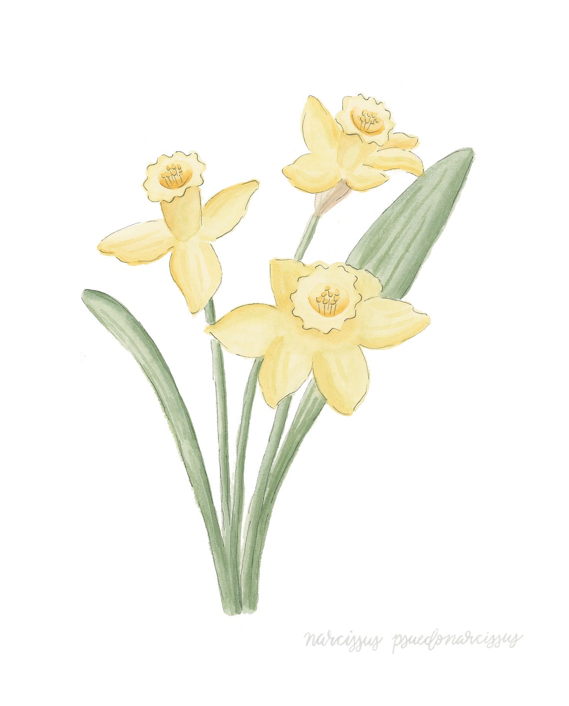 Daffodil Watercolor Print Floral Watercolor Print Floral - Etsy