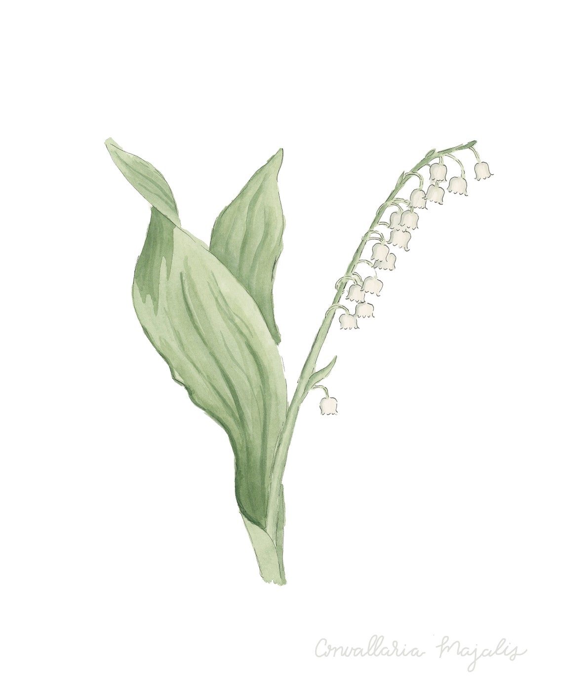 Lily of the Valley Watercolor Print Floral Watercolor Print | Etsy