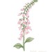 Foxglove Watercolor Print, Floral Watercolor Print, Floral Wall Art ...
