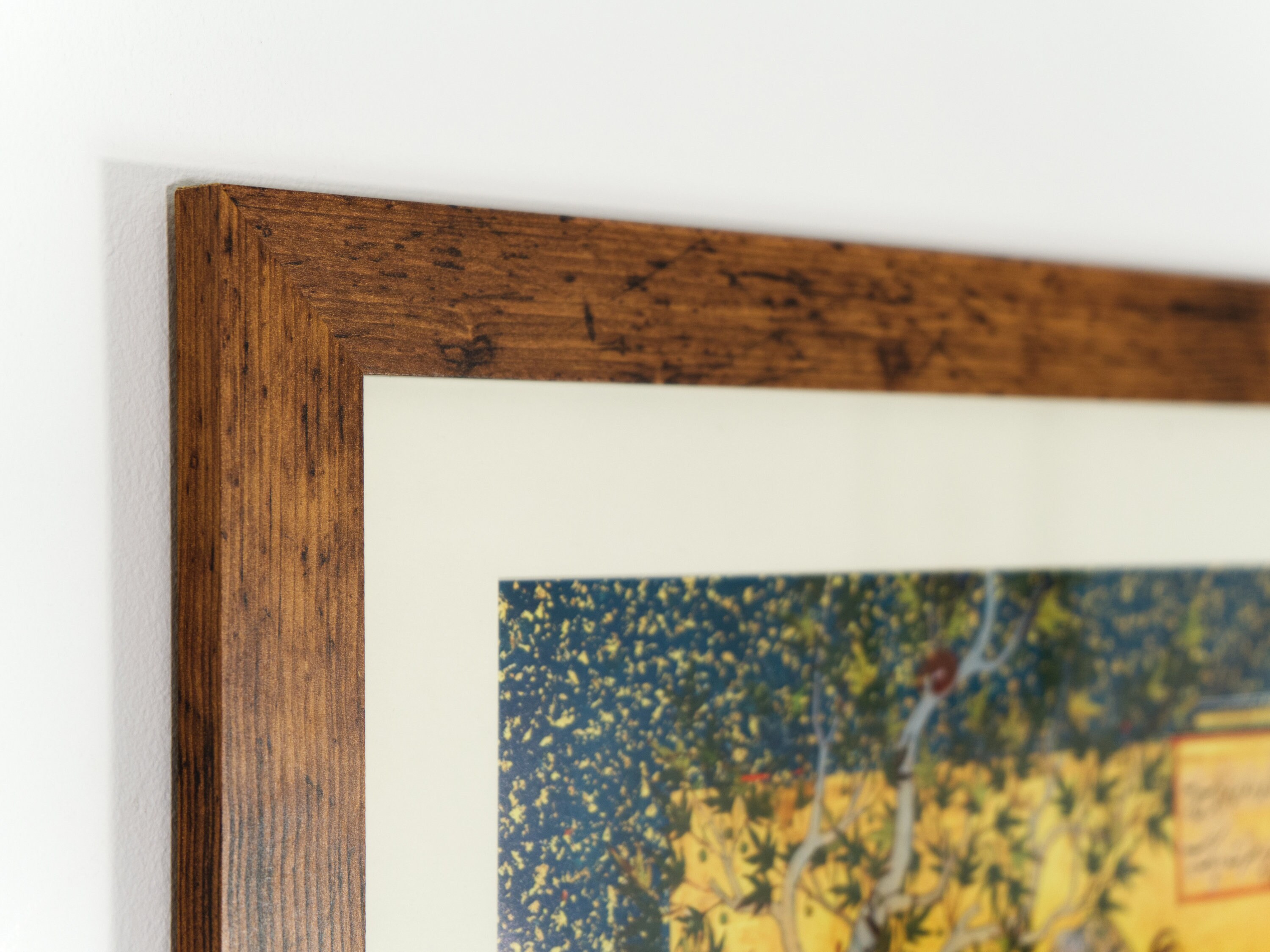 Golden Barrel Cactus botanical Lithograph for French Botanist | Etsy