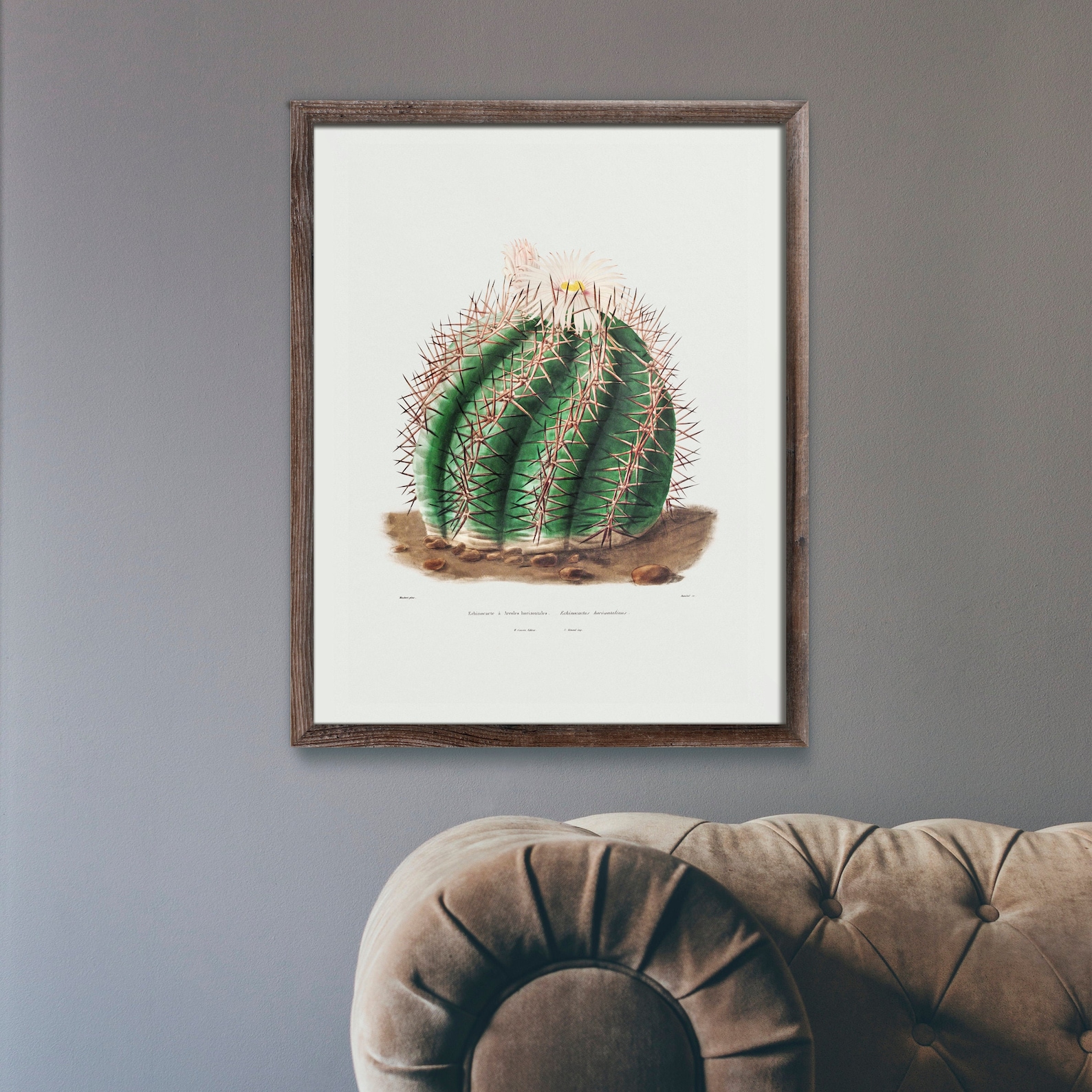 Turk's Head Cactus botanical Lithograph for French | Etsy