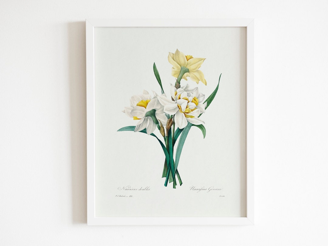 Double Daffodil by Pierre-joseph Redouté (raphael of Flowers) Premium ...
