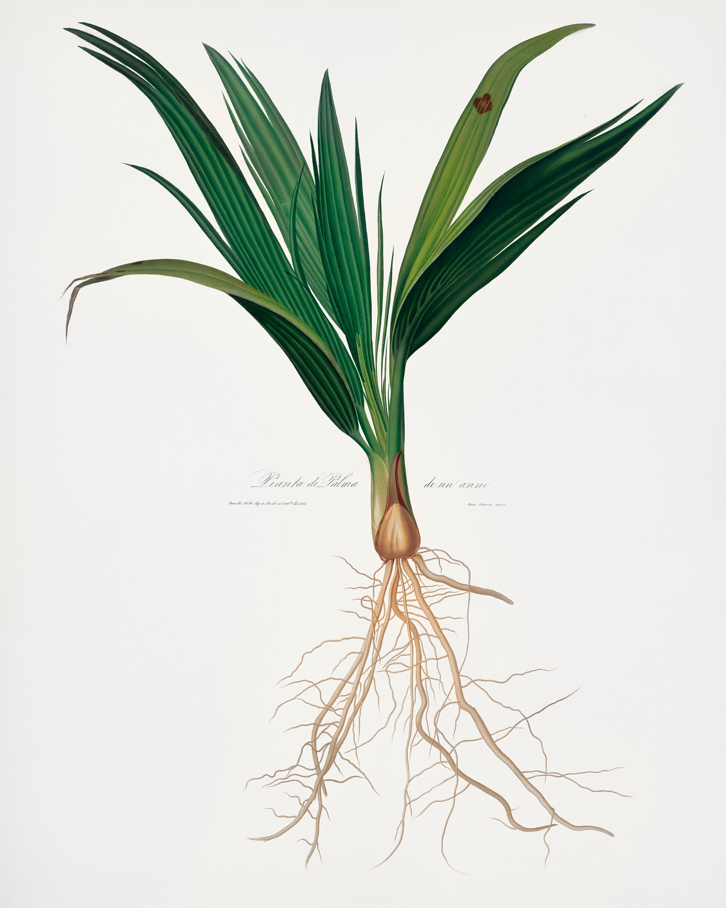 Date Palm Tree (botanical Lithograph for Italian Botanist Giorgio ...