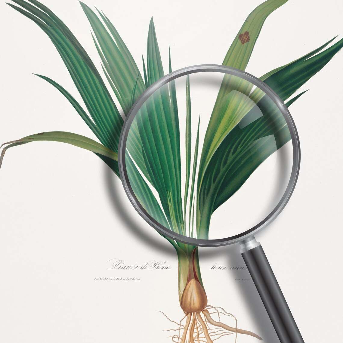 Date Palm Tree (botanical Lithograph for Italian Botanist Giorgio ...