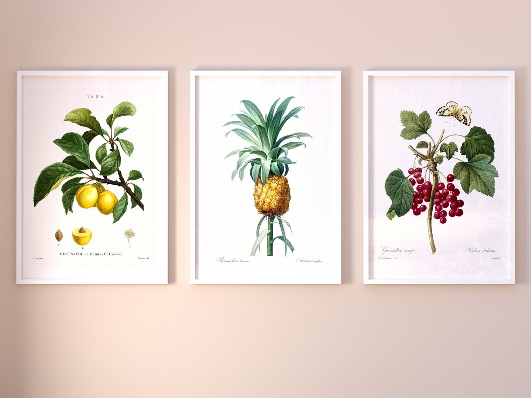 Set of 3 Fruit Plants by Pierre-joseph Redouté (raphael of Flowers ...