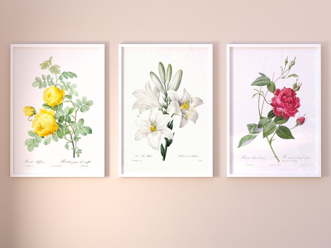 Set of 3 Lily & Roses by Pierre-joseph Redouté (raphael of Flowers ...