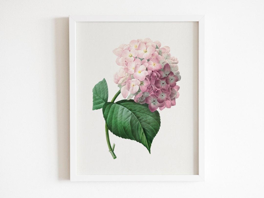 Hydrangea by Pierre-joseph Redouté (raphael of Flowers) Premium Giclee ...