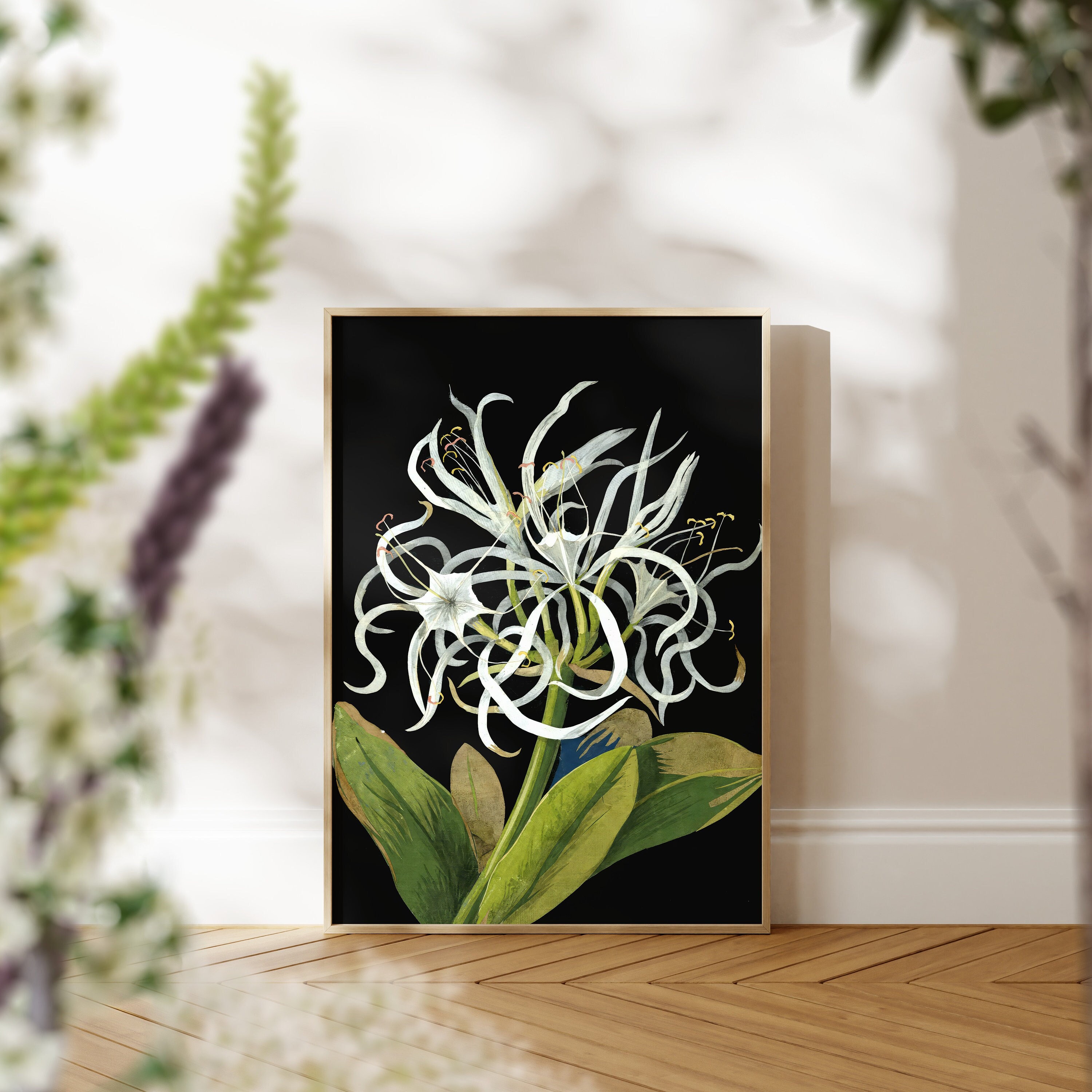 Botanical Art: Sea Daffodil Flower (premium Giclée Art Print by Woman ...