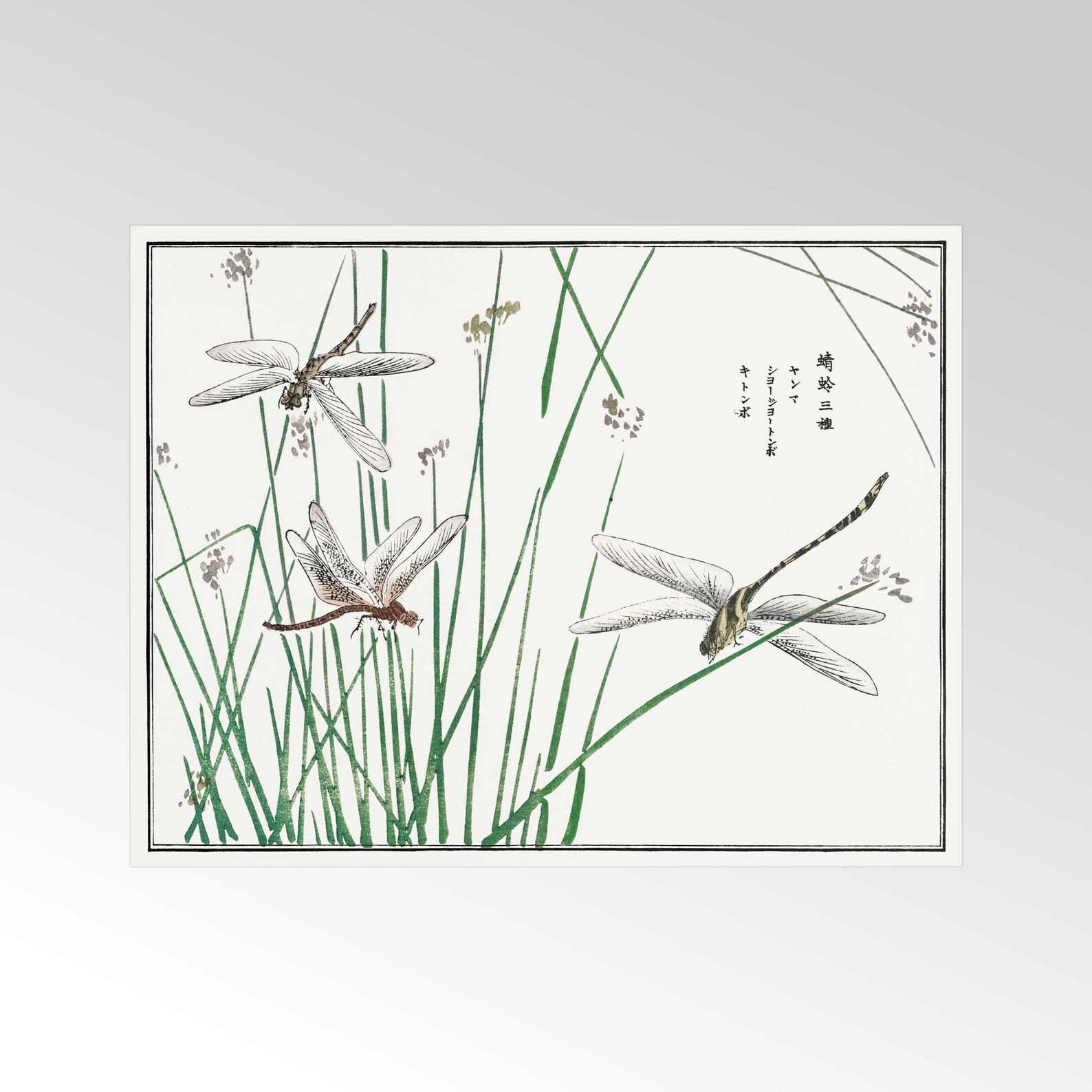 Japanese Art: Dragonflies by Morimoto Toko (premium Giclée Art Print of ...