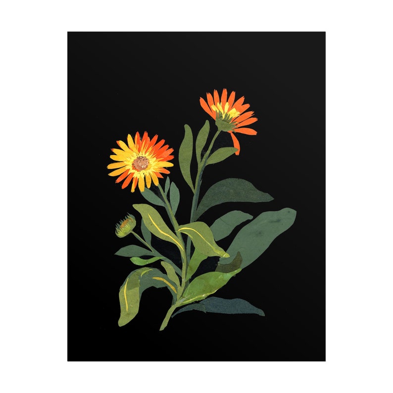 Mary Delany Print: Marigold Flower (premium Giclée Art Print of Floral ...