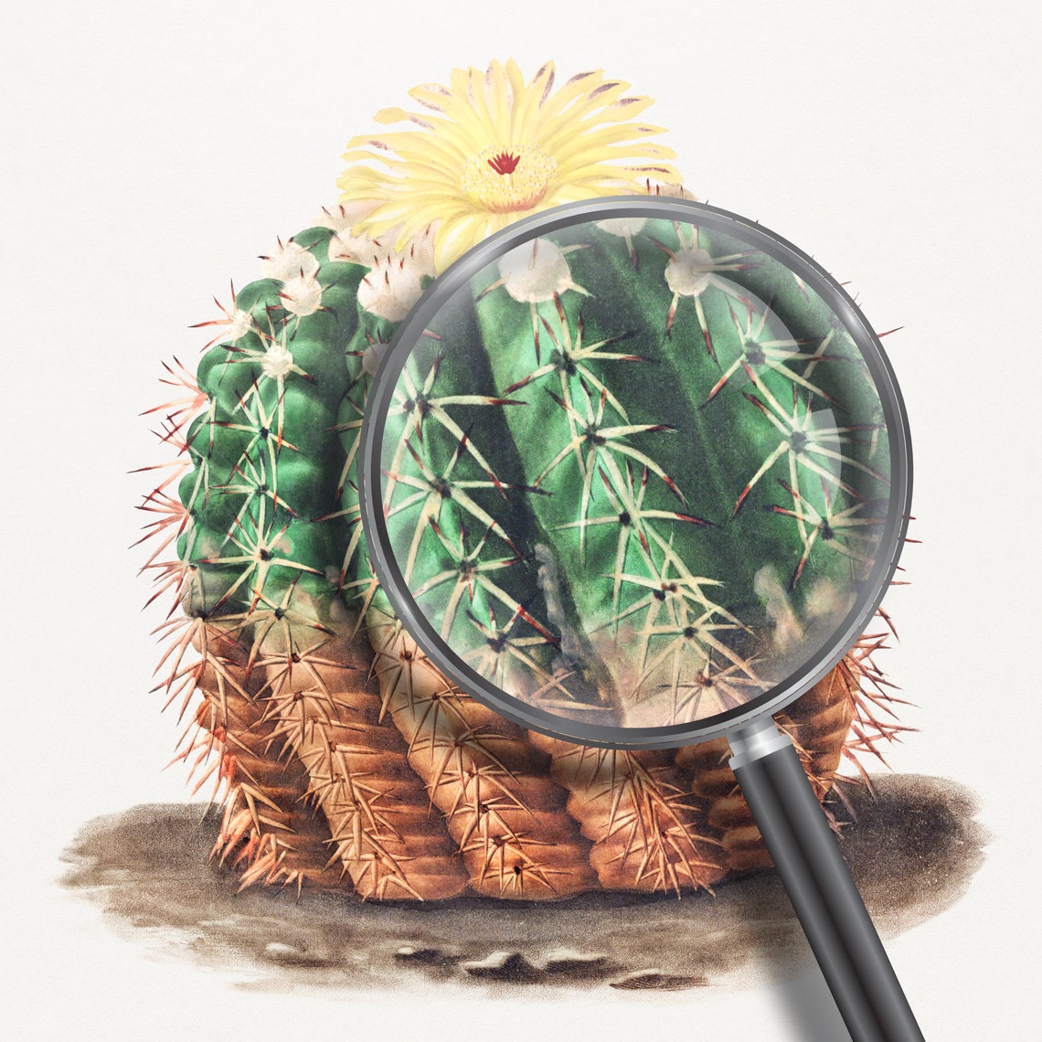 Golden Barrel Cactus botanical Lithograph for French Botanist - Etsy