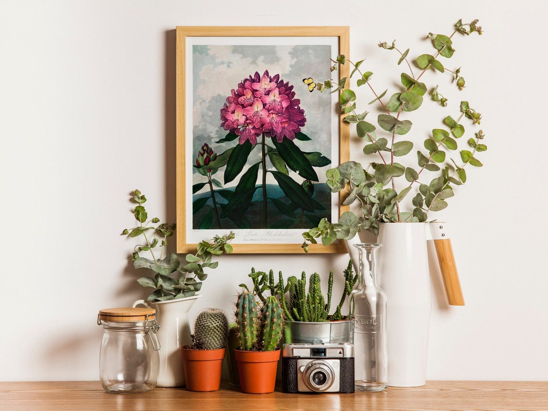 TEMPLE OF FLORA - Pontic Rhododendron (botanical Art by Robert John ...